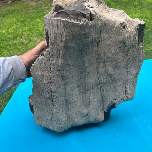 Rare Texas Petrified Wood Large Live Oak Rotted Log Tree Bark Beaumont ...