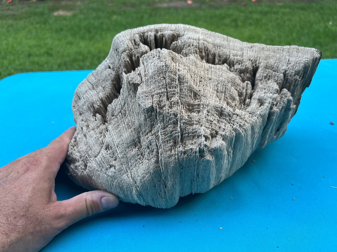 Rare Texas Petrified Wood Large Natural Oak Rotted Log End Beaumont ...