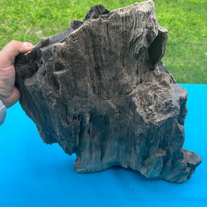 Rare Texas Petrified Wood Large Live Oak Rotted Log Tree Bark Beaumont ...