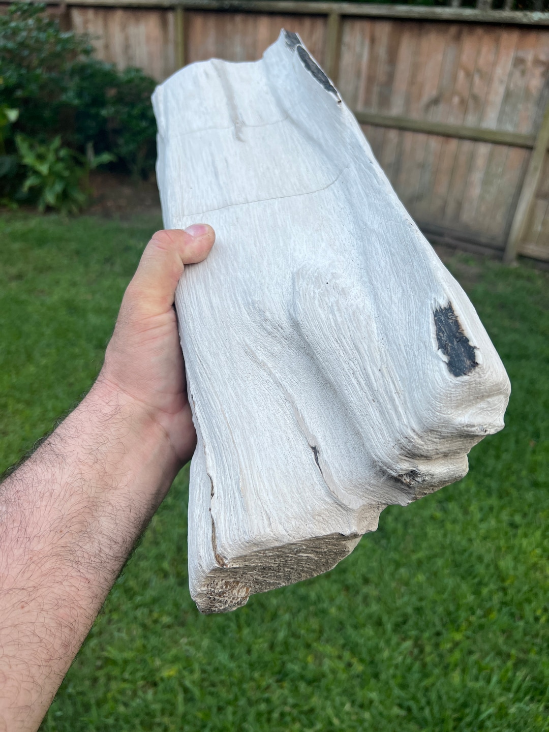 Rare Texas Petrified Wood Large Natural Oak Rotted Log - Etsy