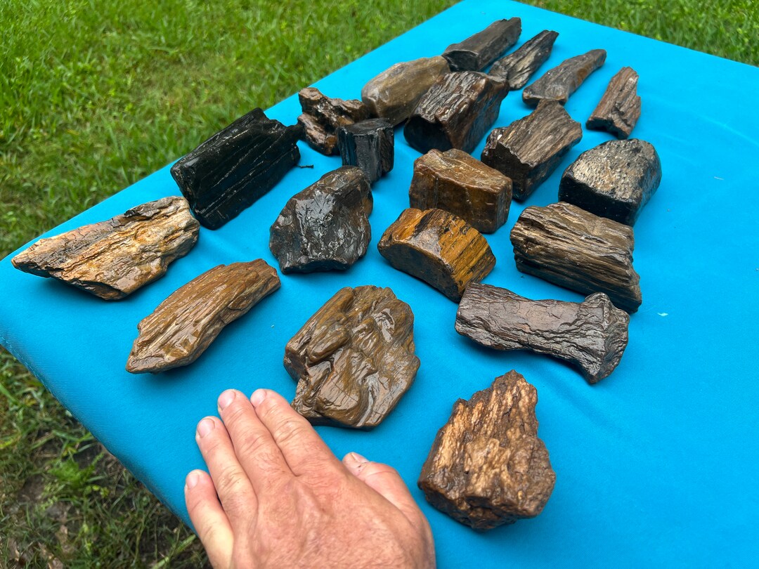 Texas Petrified Fossil Wood LOT Large Natural Agatized Tree Branch ...