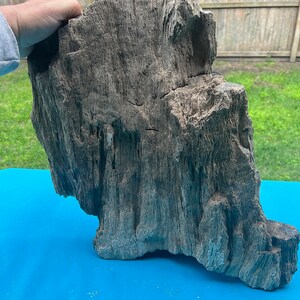 Rare Texas Petrified Wood Large Live Oak Rotted Log Tree Bark Beaumont ...