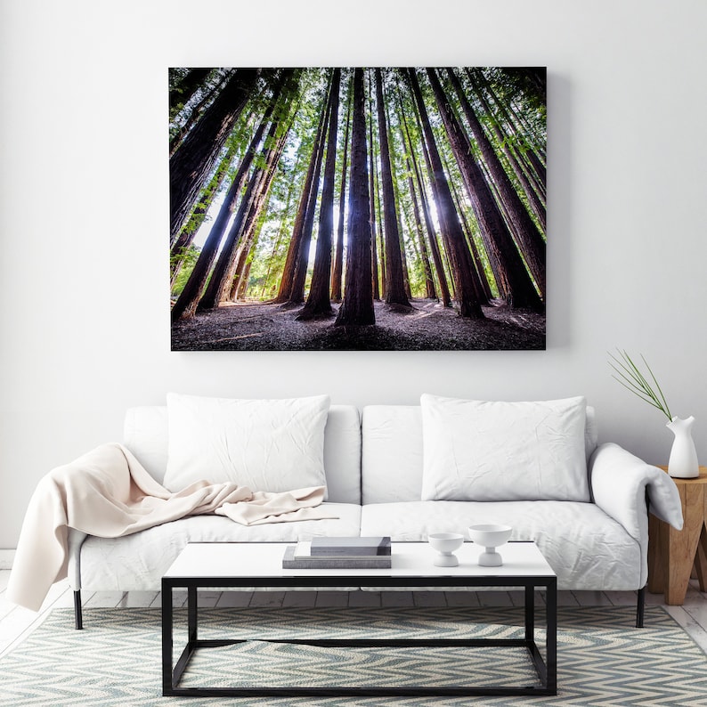 Redwood Forest Mural Redwood Tree Print Nature Photography - Etsy Australia