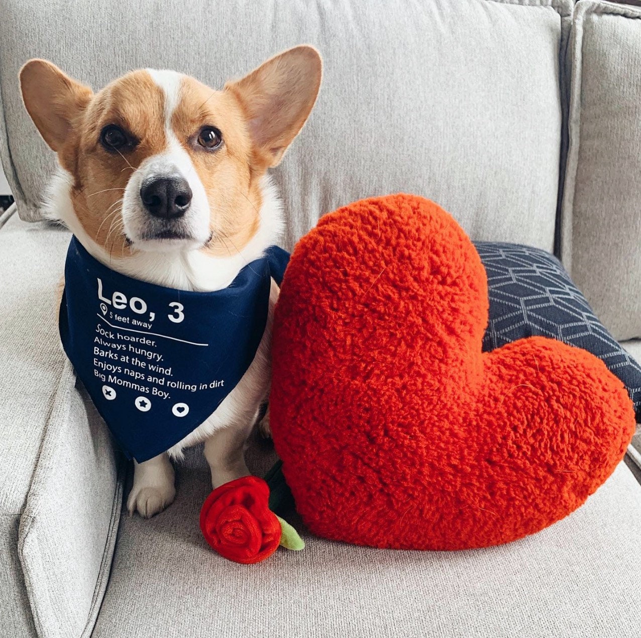 Funny Tinder Profile Dating Profile Dog Bandana NEW 19 - Etsy