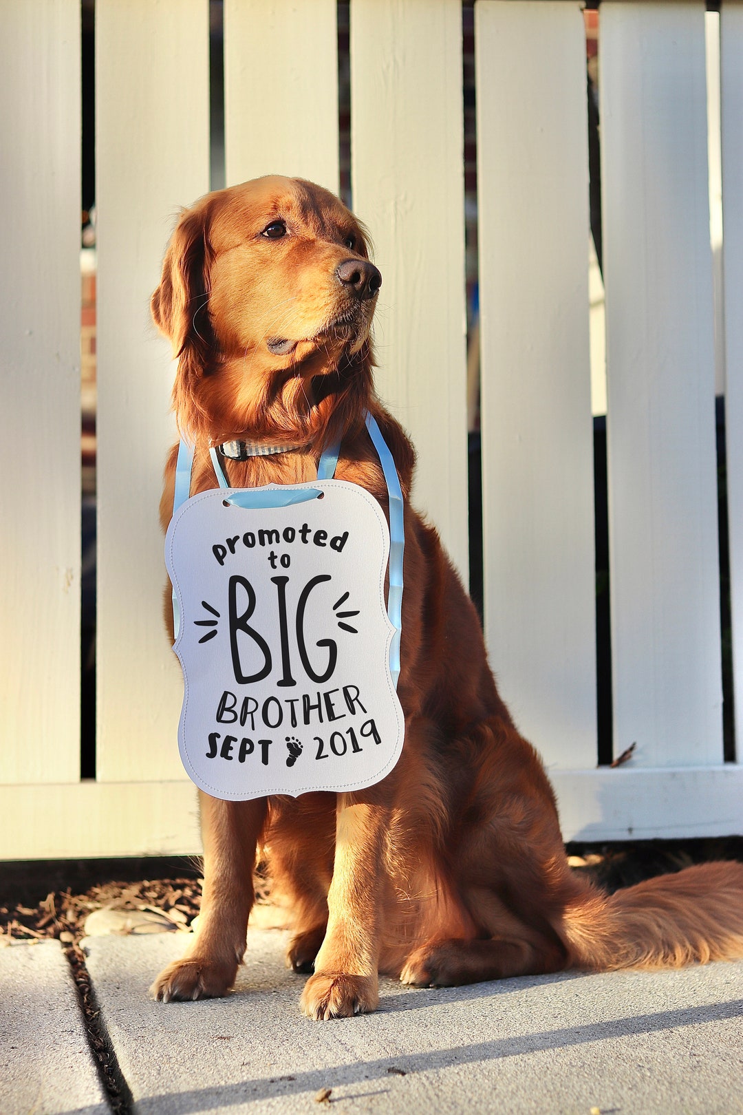 Big Sister/brother Dog Sign: Baby Announcement Photo Prop - Etsy