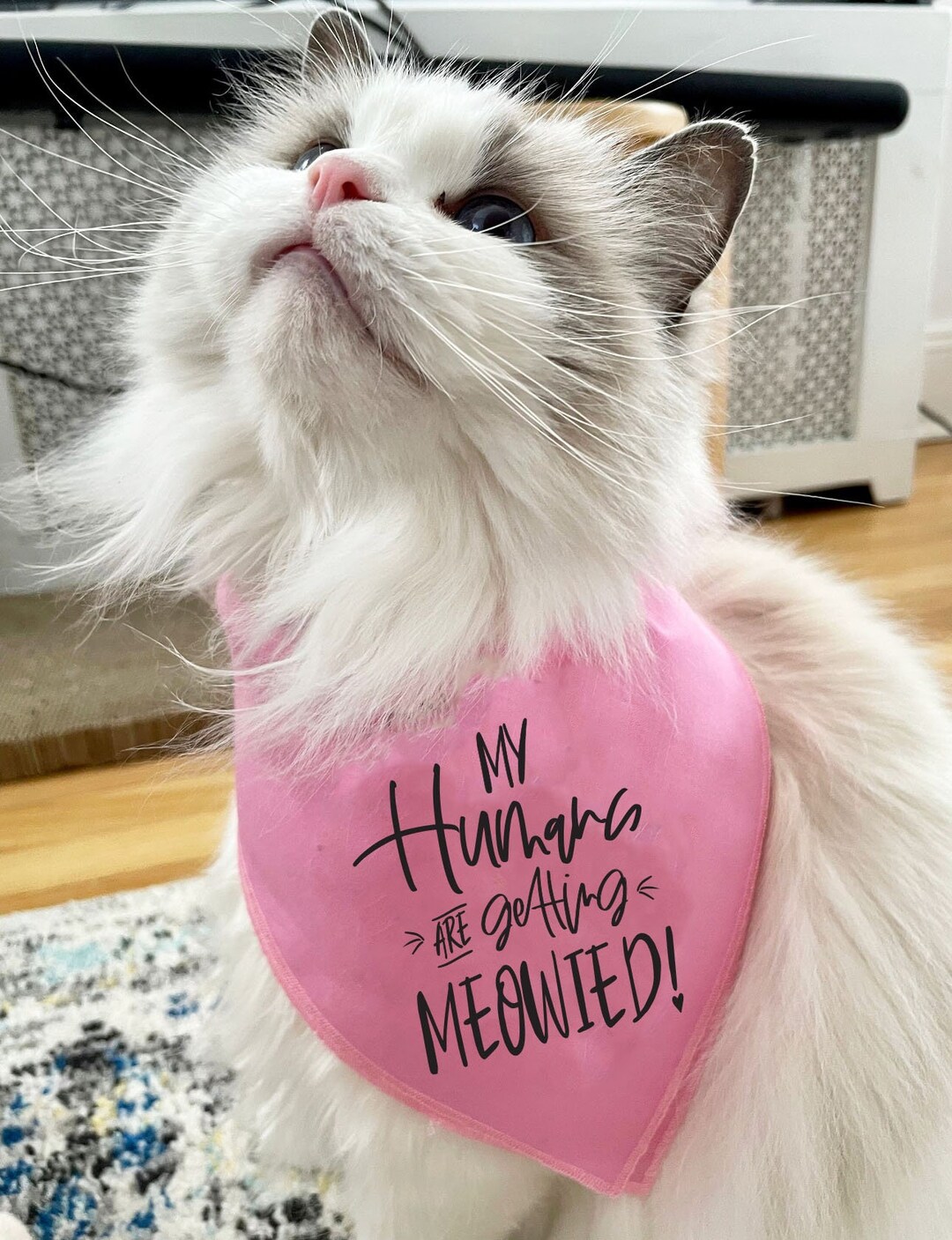 Meowied Wedding Cat Bandana: Engagement Announcement Prop - Etsy