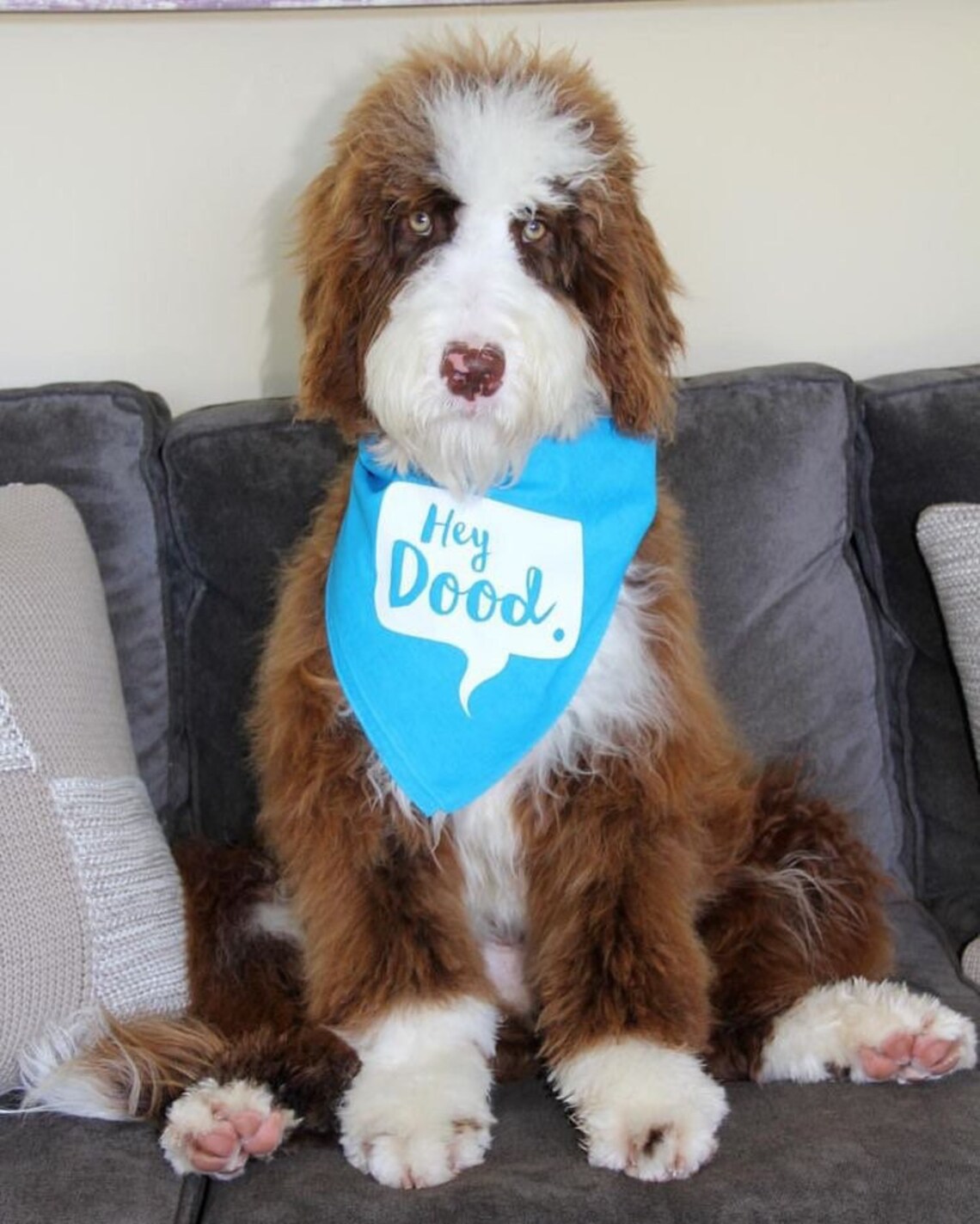 Hey Dood Doodle Labradoodle Dog Bandana NEW 19 Colors 3 - Etsy