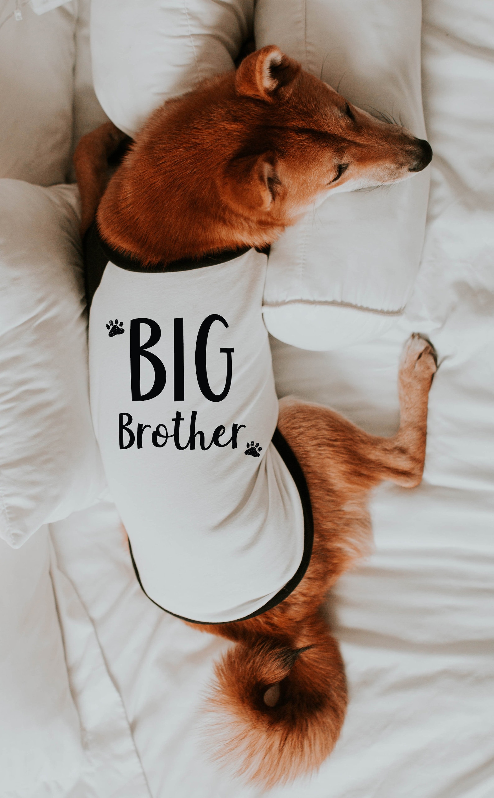 Big Brother Big Sister Little Brother Little Sister Dog Raglan - Etsy