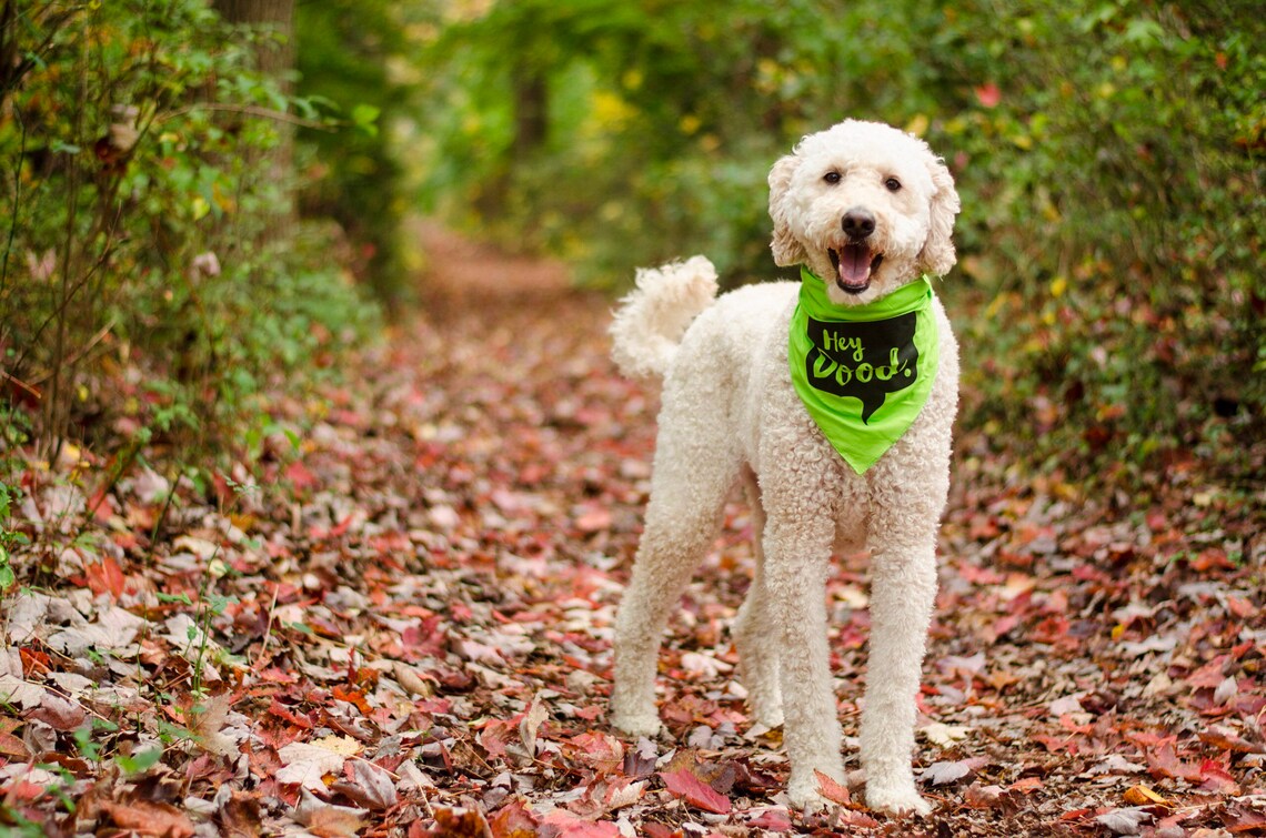 Hey Dood Doodle Labradoodle Dog Bandana NEW 19 Colors 3 - Etsy