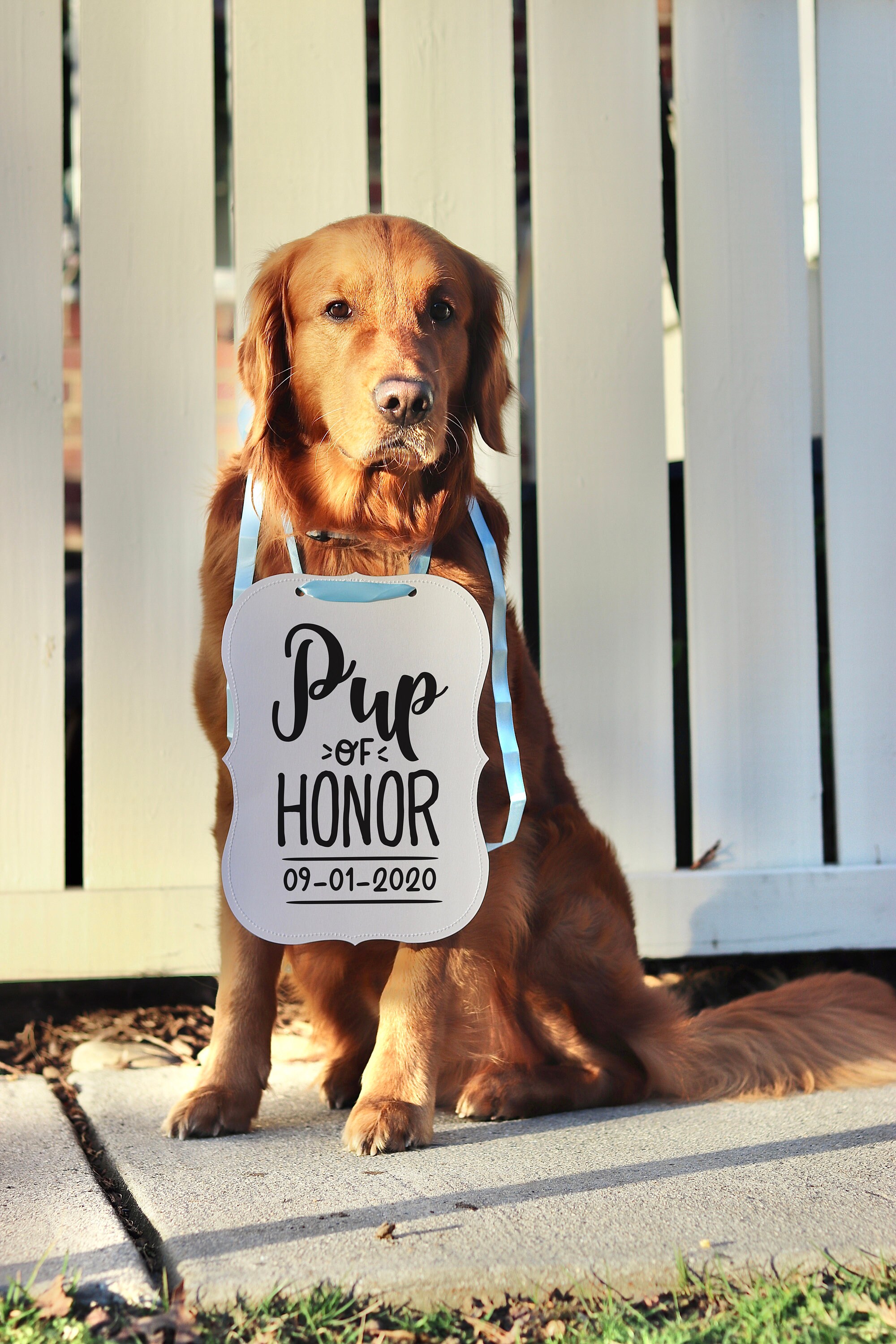 Pup of Honor Wedding Announcement Engagement Photo Shoot - Etsy