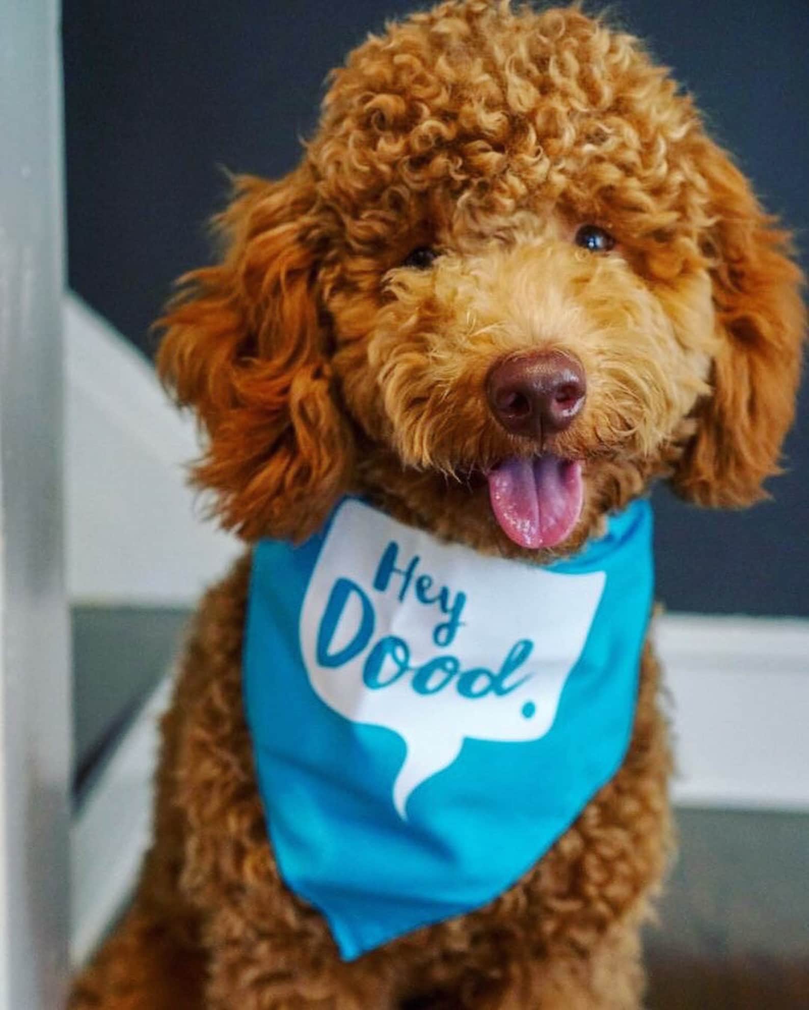 Hey Dood Doodle Labradoodle Dog Bandana NEW 19 Colors 3 - Etsy