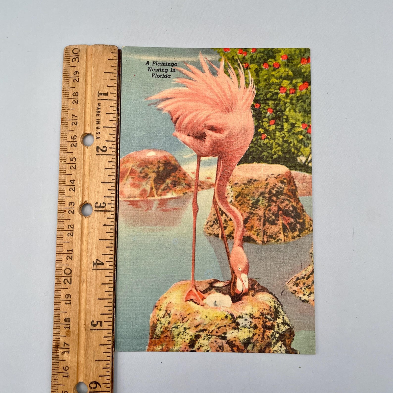 Hialeah Park Florida Flamingo Linen Finish Postcard - Etsy