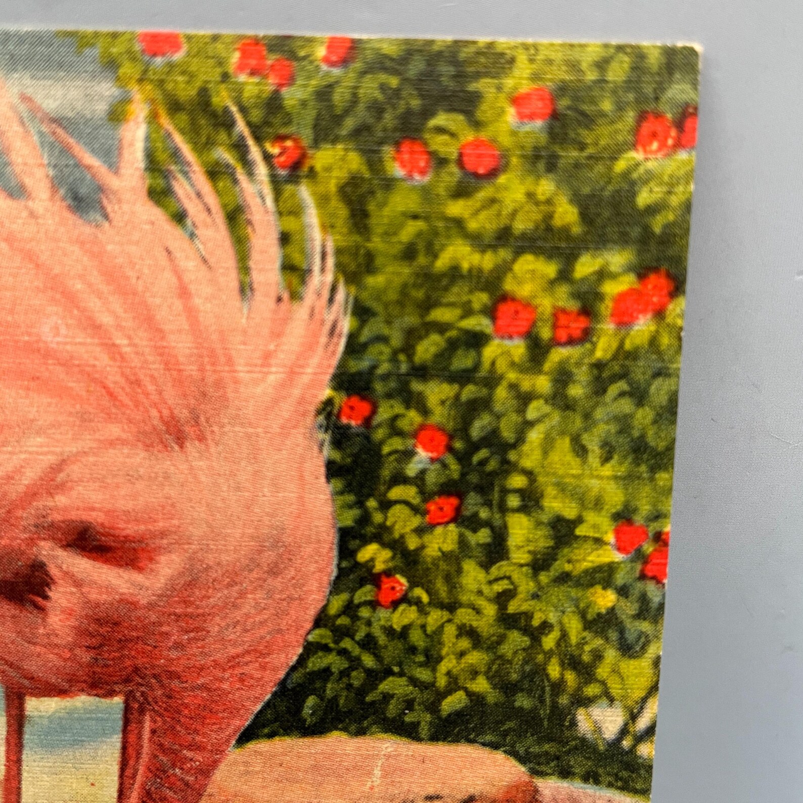 Hialeah Park Florida Flamingo Linen Finish Postcard - Etsy