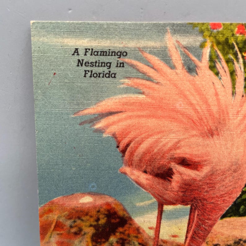 Hialeah Park Florida Flamingo Linen Finish Postcard - Etsy