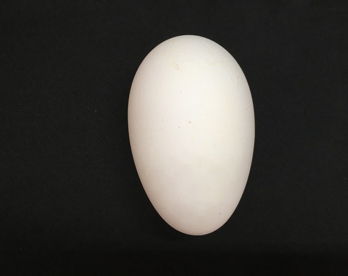 Hollow, Blown-out White Embden Goose Eggshell for Crafting ~ MULTIPLE ...