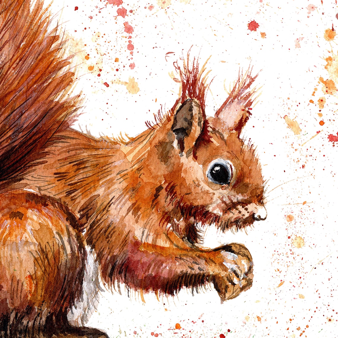 Red Squirrel print. Red squirrel watercolour. Red Squirrel | Etsy