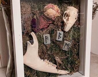 Animal Skull Shadow Box - Etsy
