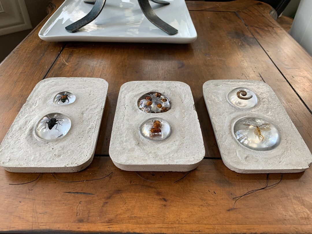Insects in Resin Sphere Art Cement Concrete Plaque South Ontario Weevil ...