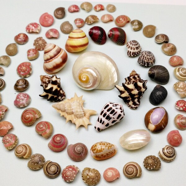 Shellfish - Etsy