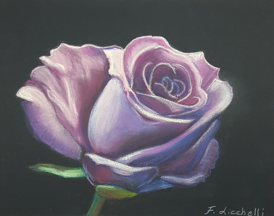 Lilac Rose Drawing Soft Pastel Artwork Colored Pencils on Black Paper ...