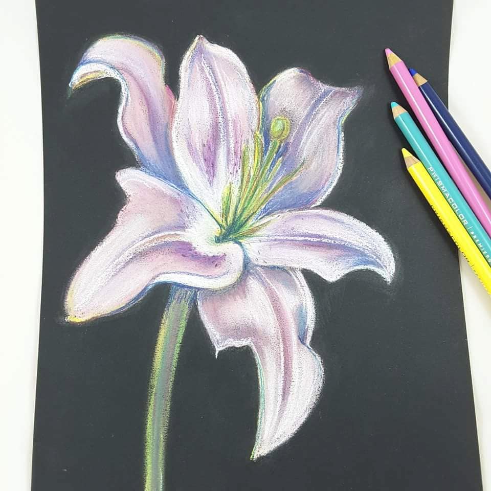 Lily Pencil Drawing