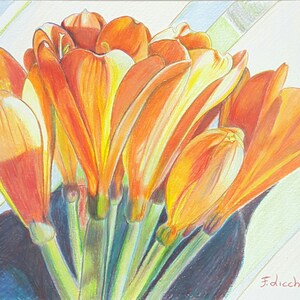 Orange Clivia Original Drawing, Colored Pencils on Paper Botanical ...