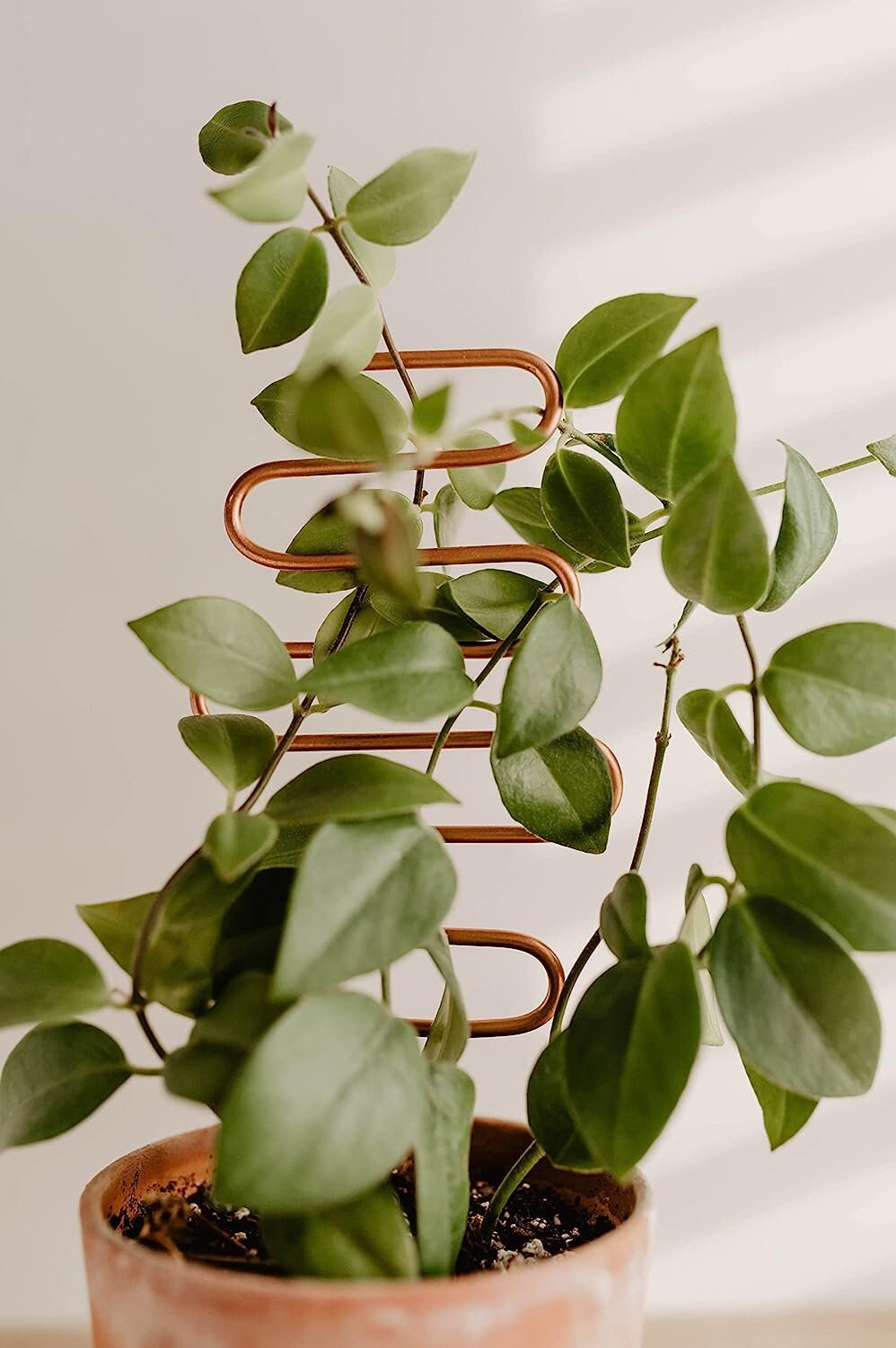 Copper Trellis for Indoor Plants and Flowers, Perfect for Hoya, Pothos ...