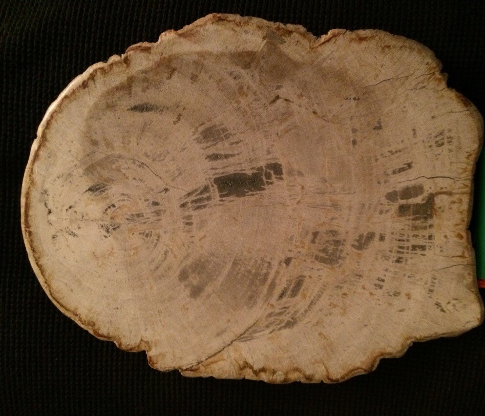 Petrified Wood Cheese Board Fossil Display Piece Petrify Wood Plates ...