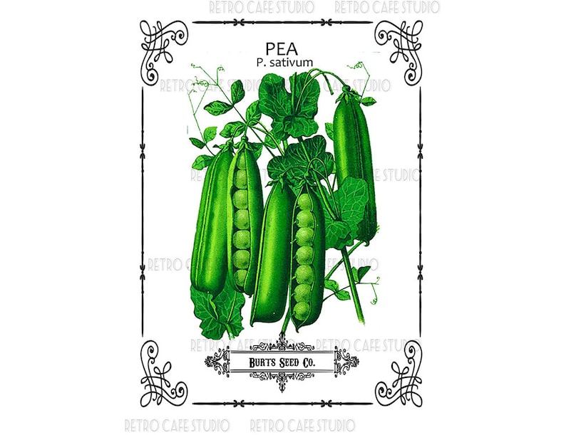 Digital Download Vintage Garden Vegetable Pea Seed Packet Illustration ...