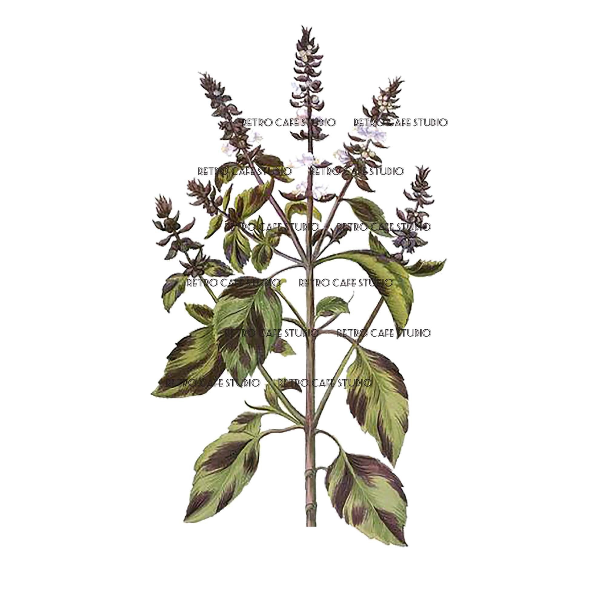 Basil Illustration