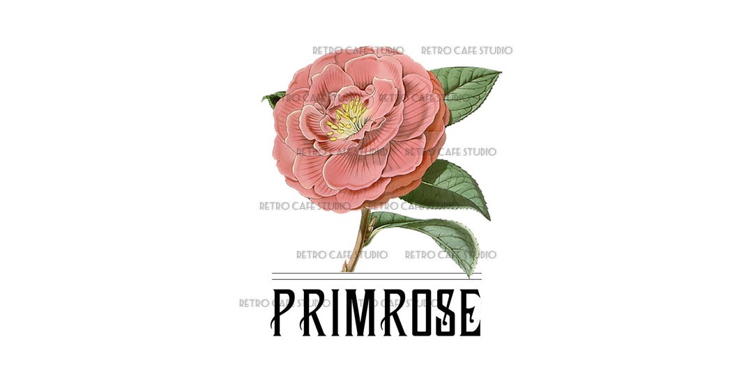 Digital Download Garden Botanical Primrose Flower Illustration - Etsy ...