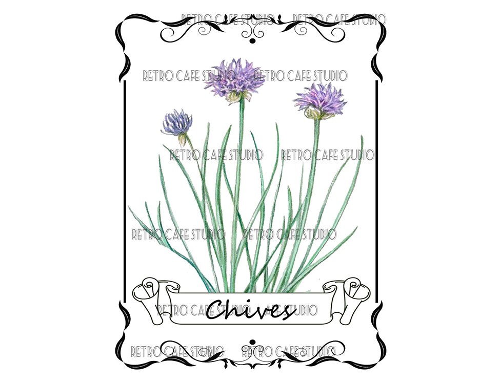 Digital Download Botanical Chives Herb Illustration Kitchen - Etsy