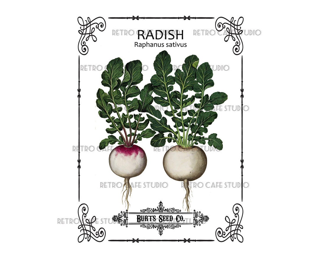 Vintage Garden Radish Seed Packet Illustration Digital Download - Etsy