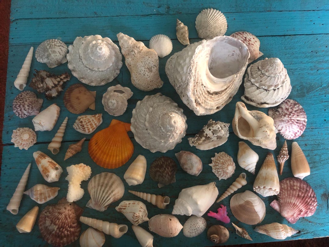 Variety of 50 Seashells From Huntington Beach, California - Etsy