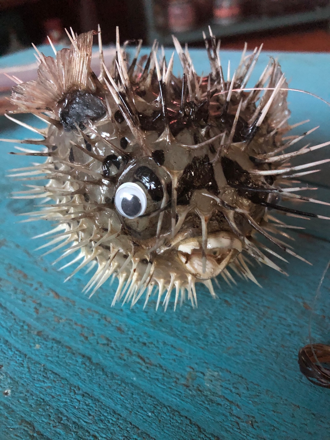 6 1/2” Fat Puffer Fish/blow Fish With Googly Eyes, Ready to Hang - Etsy