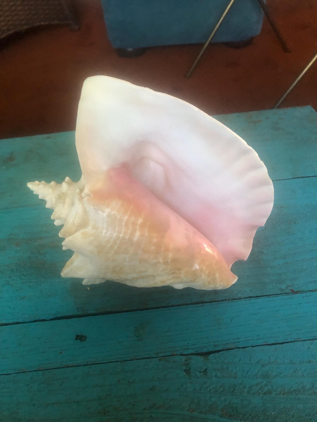 Beautiful 9” Wide Queen Conch Shell From the Ocean - Etsy