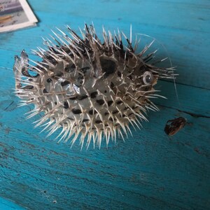 6 1/2” Fat Puffer Fish/blow Fish With Googly Eyes, Ready to Hang - Etsy