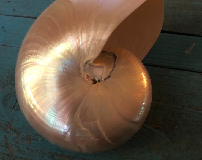 Beautiful Polished 6 Nautilus Shell From the Ocean - Etsy