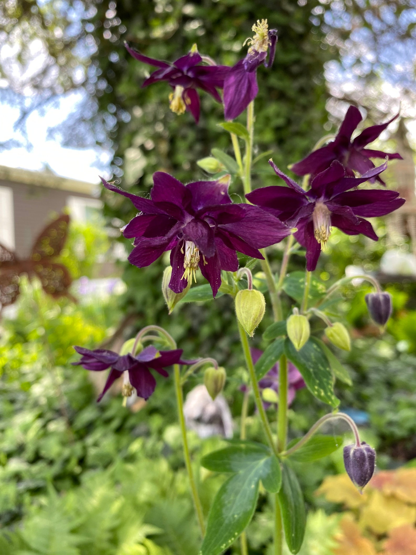 Columbine Mix Many Different Colors Singles and Doubles 75spring Sale ...