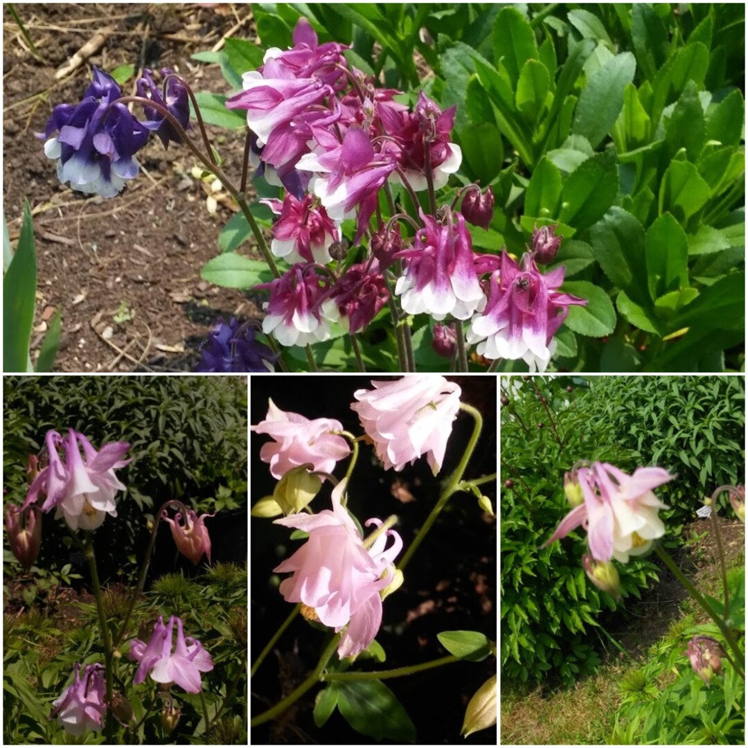 Columbine Mix Many Different Colors Singles and Doubles 75+spring Sale ...