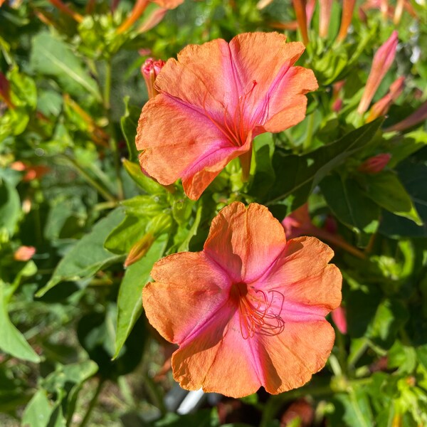 Salmon Sunset 4 O Clock - Etsy