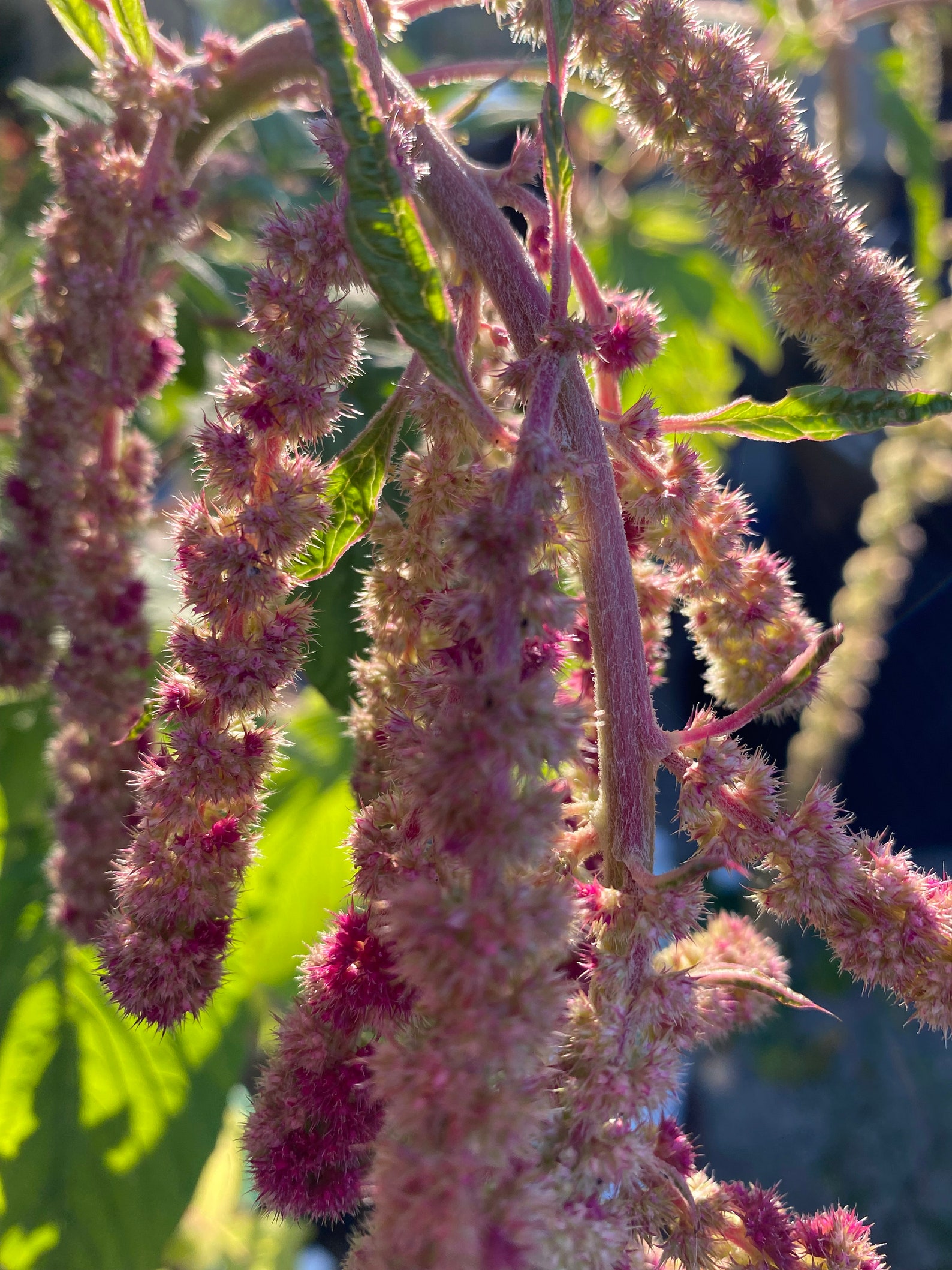 Amaranthus Caudatus 'mira' Seeds love Lies Bleeding - Etsy