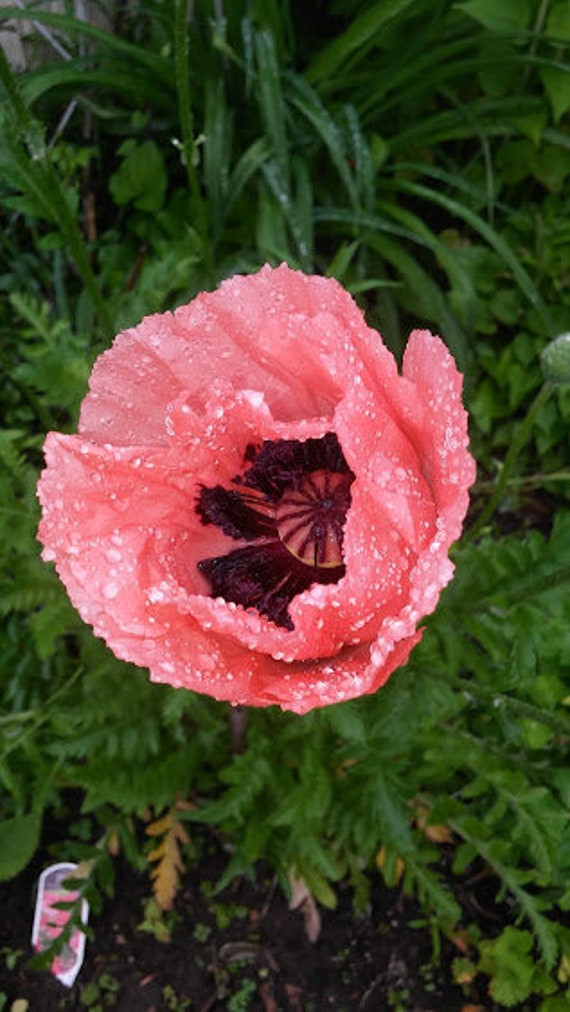 Princess Victoria Louise ORIENTAL POPPY perennial poppy SEEDS | Etsy