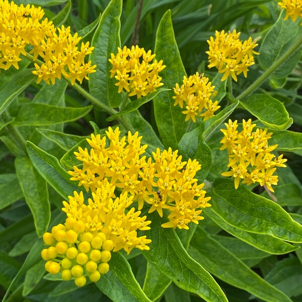 Butterfly Weed Plant - Etsy