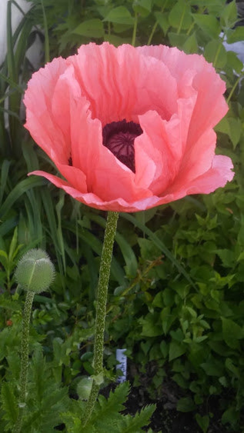 Princess Victoria Louise ORIENTAL POPPY Perennial Poppy SEEDS - Etsy