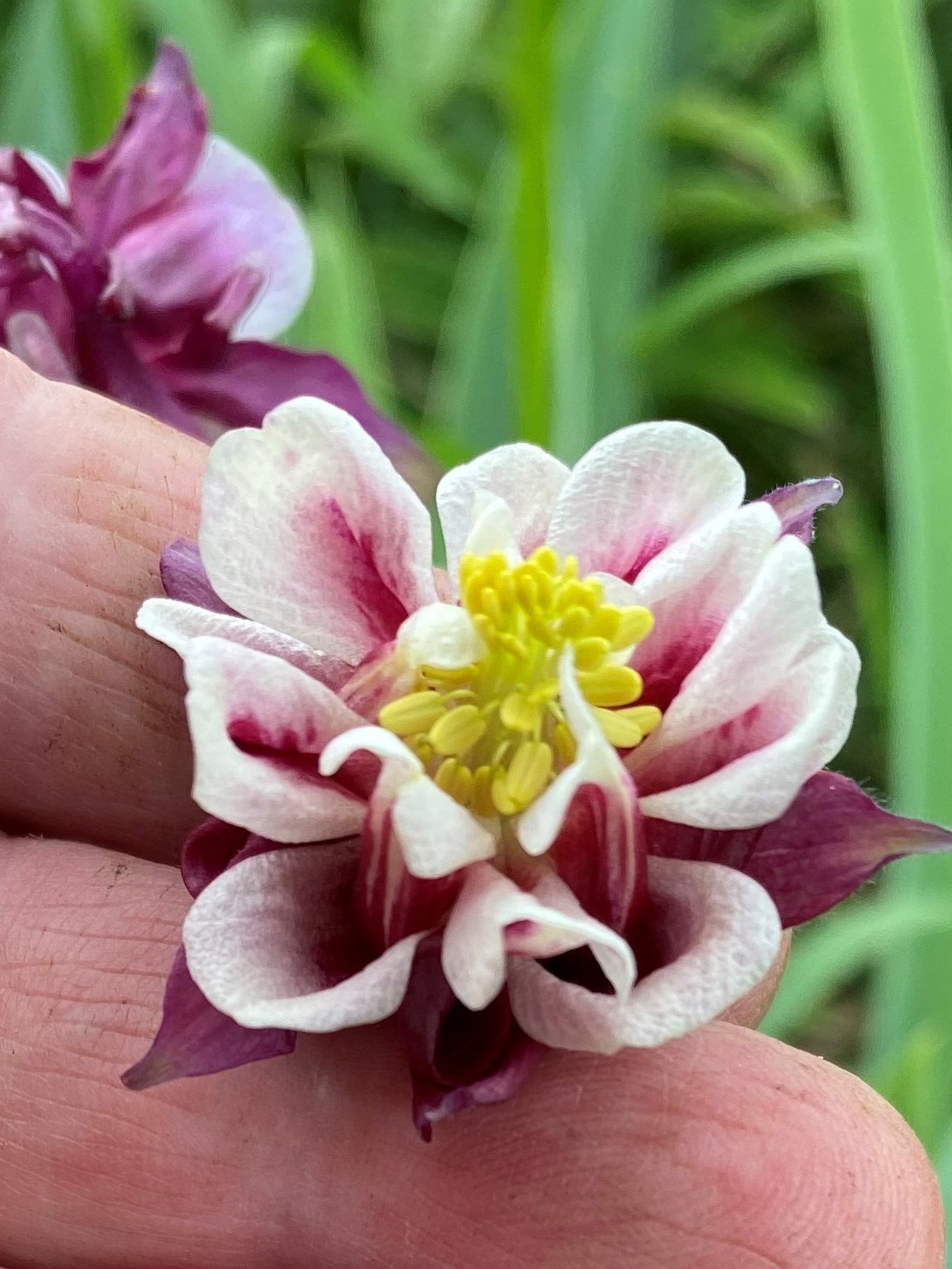 Columbine Mix Many Different Colors Singles and Doubles 75spring Sale ...
