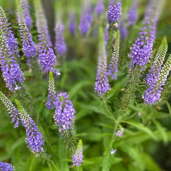 Veronica Plant - Etsy