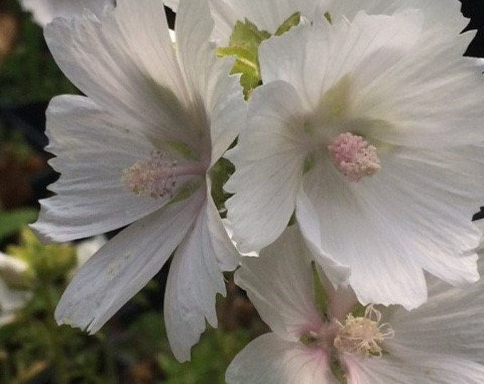 MALVA MOSCHATA ALBA Musk Mallow Seeds - Etsy