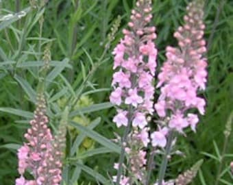 Linaria Purple Toadflax Perennial Flower 30 Seeds - Etsy