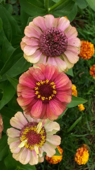 2 Zinnia Seed Varieties in the mix Queen Red Lime Zinnia Red | Etsy